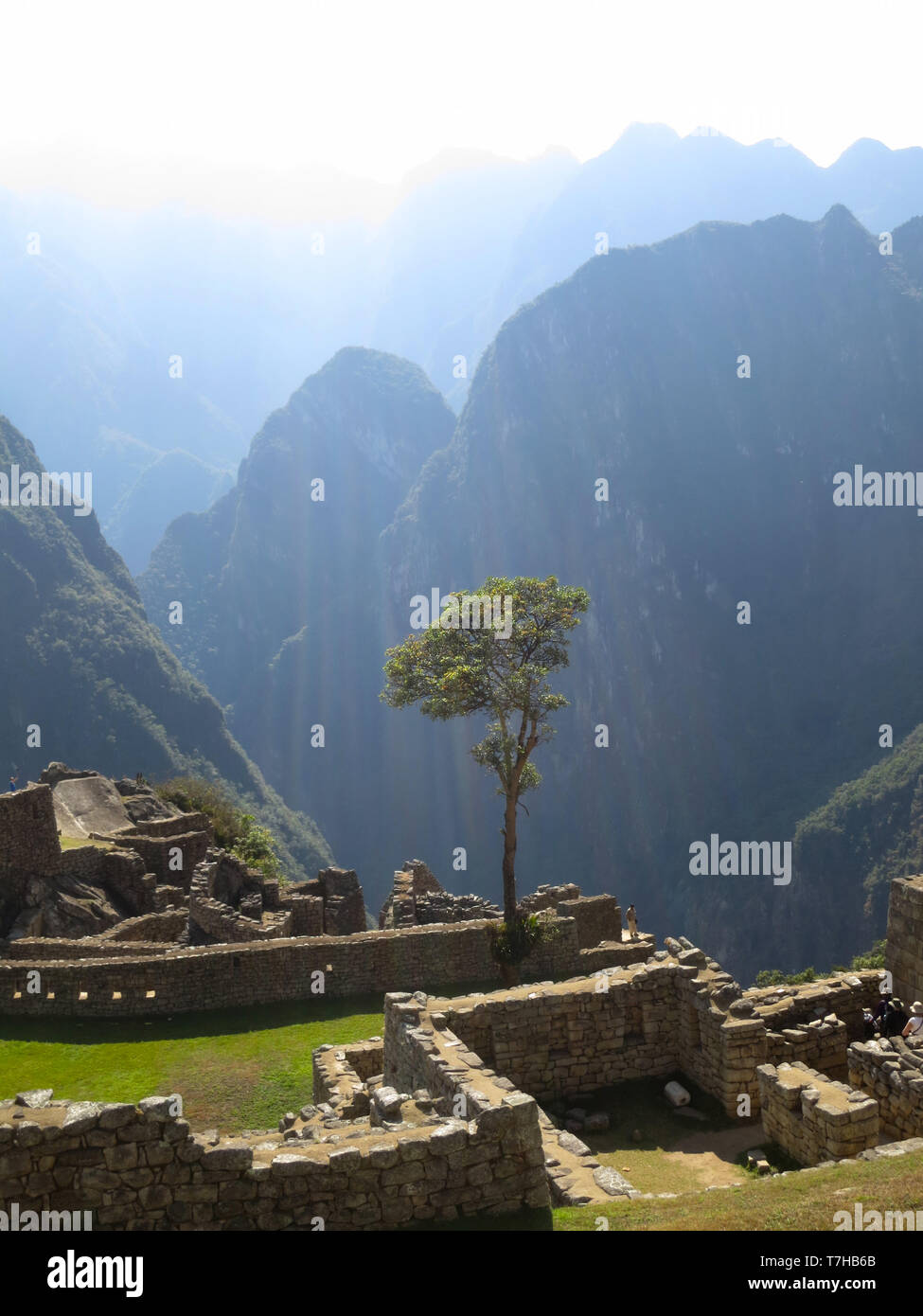 Lone tree growing on ruins of Machu Picchu in in the Cusco Region ...