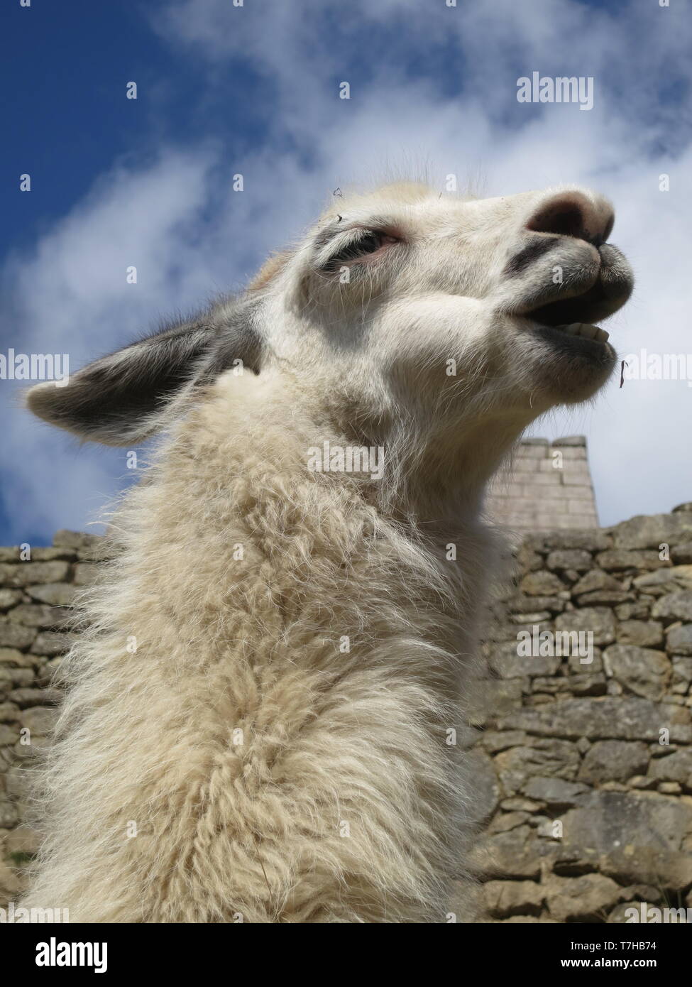 Domestic Lama in front of Machu Picchu in the Cusco Region, Urubamba ...