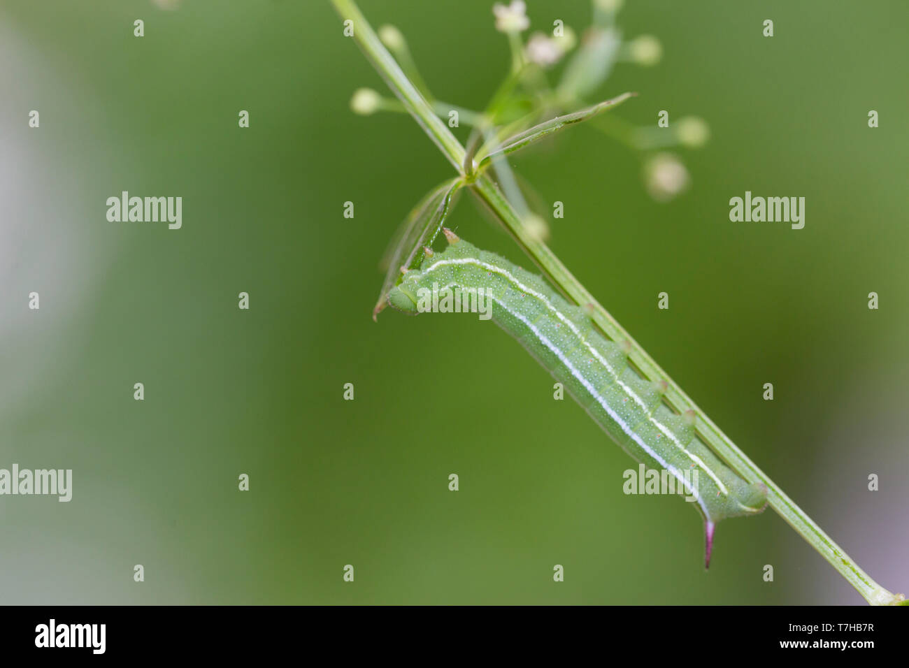 Hummingbird hawk moth caterpillar hi-res stock photography and images ...
