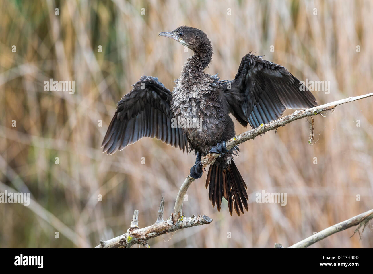 Pygmy Cormorant; Microcarbo pygmaeus Stock Photo - Alamy