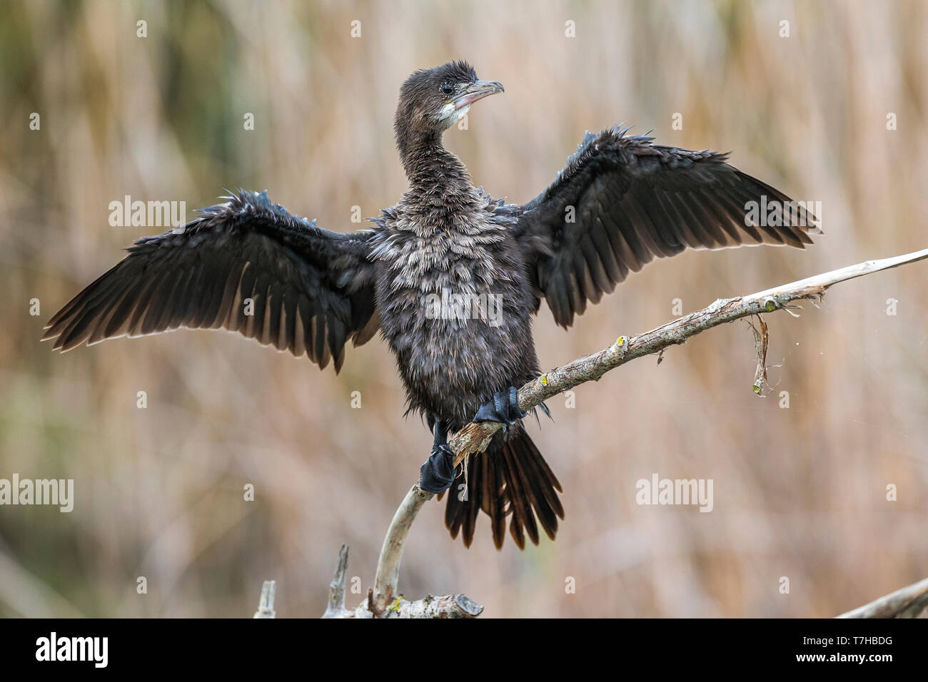 Pygmy Cormorant; Microcarbo pygmaeus Stock Photo - Alamy