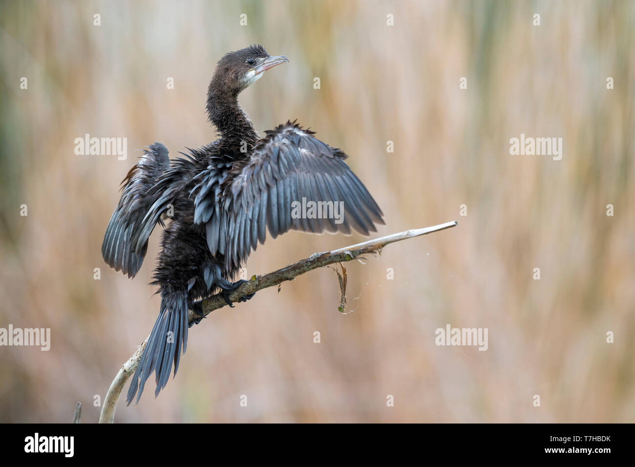 Pygmy Cormorant; Microcarbo pygmaeus Stock Photo - Alamy