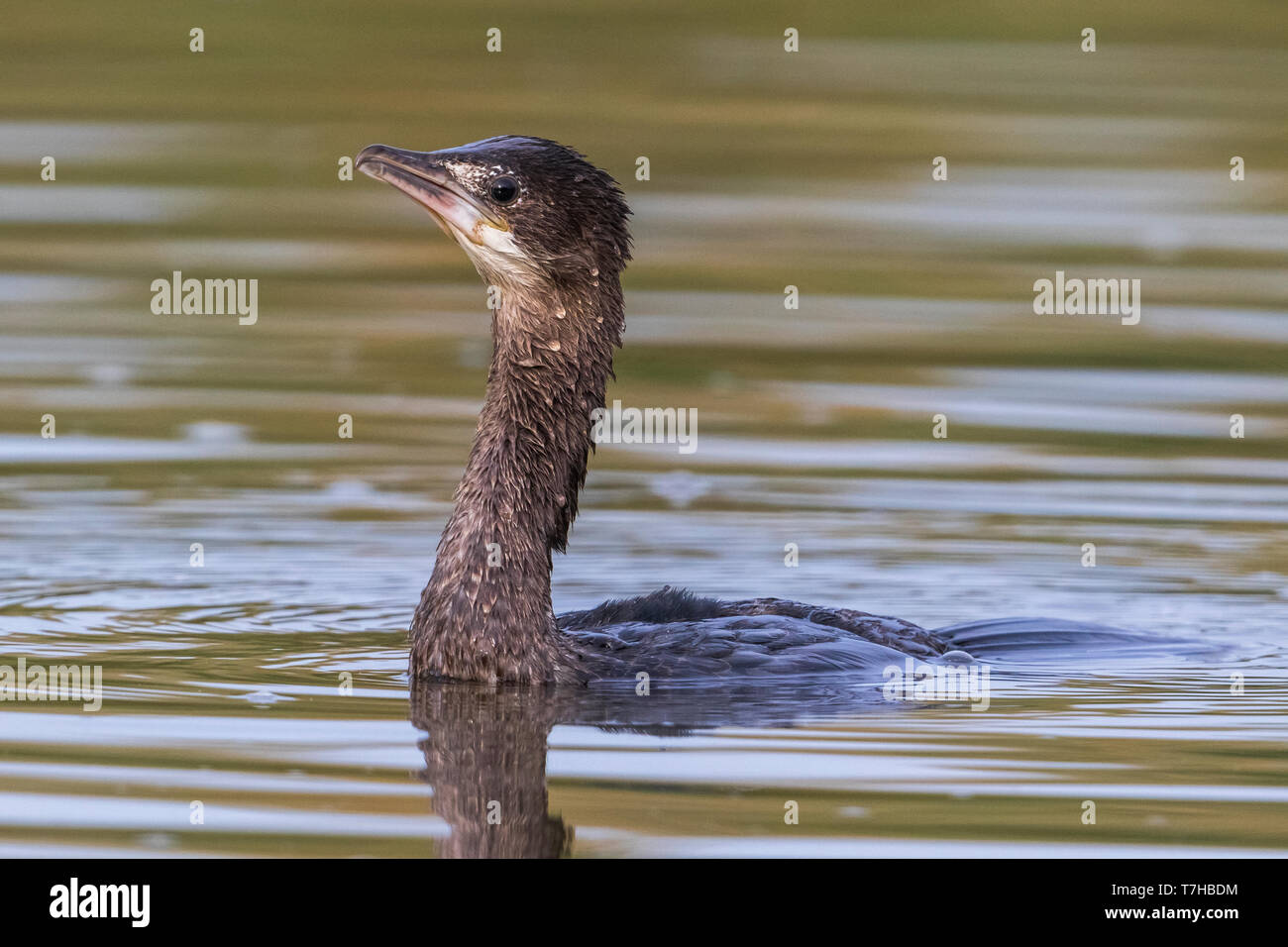 Pygmy Cormorant; Microcarbo pygmaeus Stock Photo - Alamy