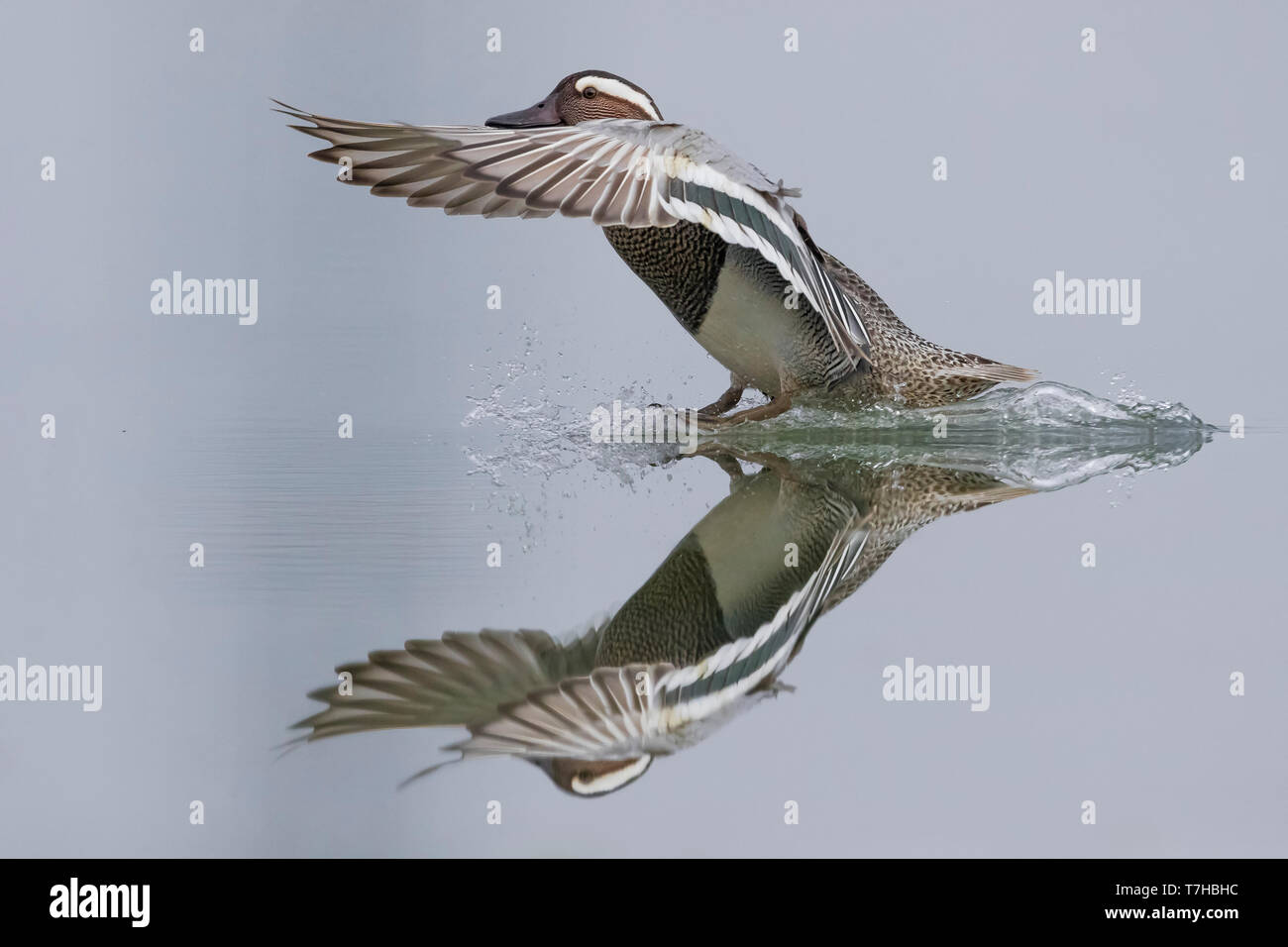Male Garganey male in flight Stock Photo - Alamy