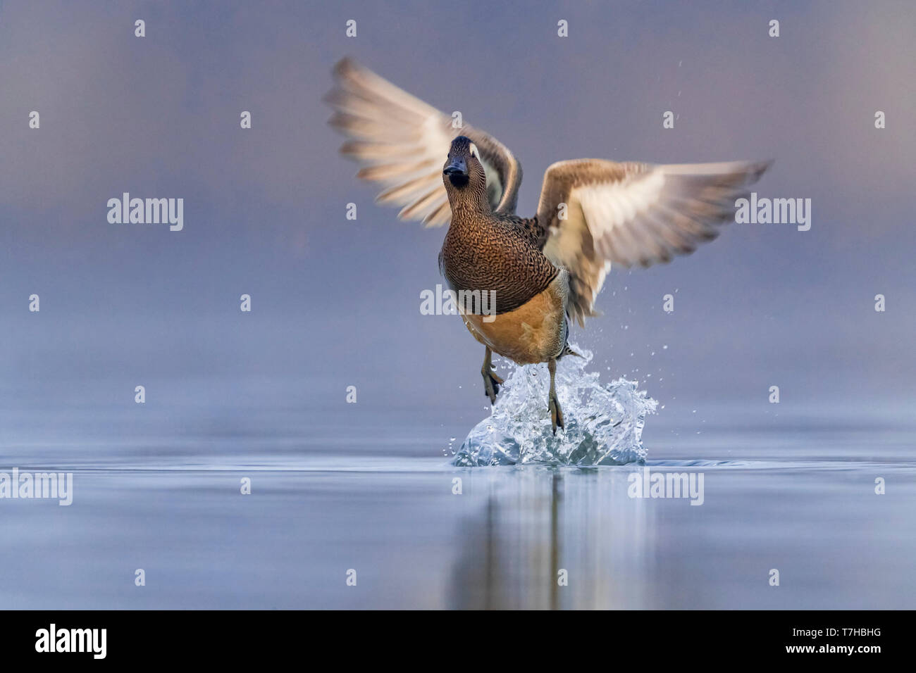 Male Garganey male in flight Stock Photo - Alamy