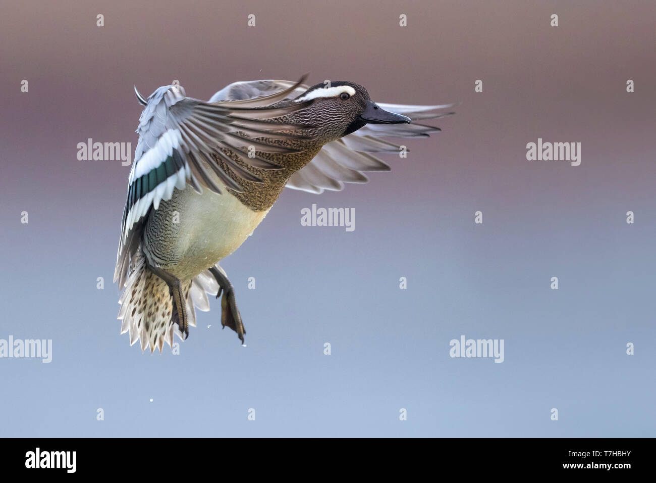 Male Garganey male in flight Stock Photo - Alamy