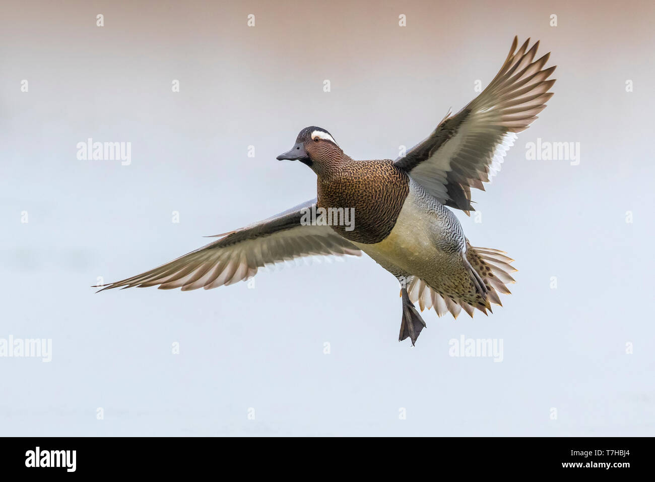Carretona hi-res stock photography and images - Alamy