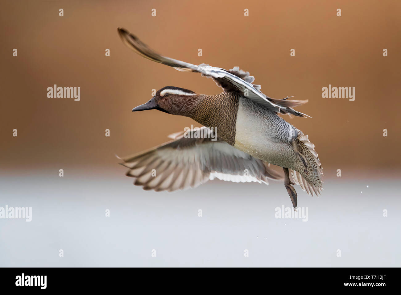 Male Garganey male in flight Stock Photo - Alamy