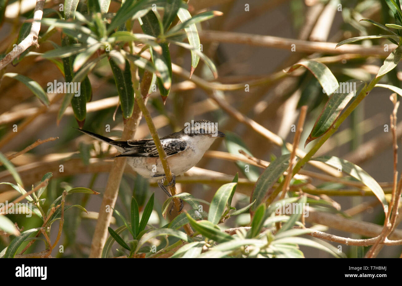 First winter male Masked Shrike (Lanius nubicus) during autumn ...