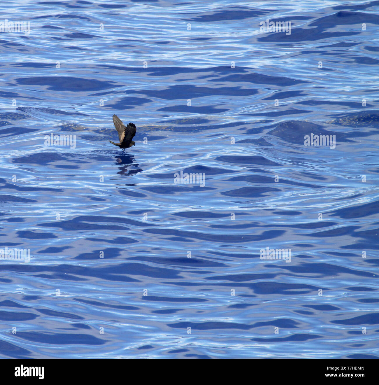 Micronesia and polynesia hi-res stock photography and images - Alamy