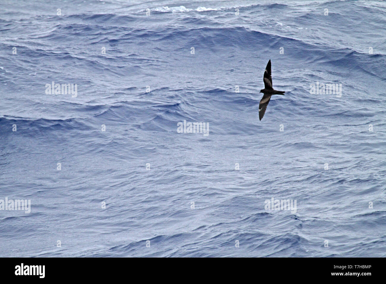 Matsudairae hi-res stock photography and images - Alamy