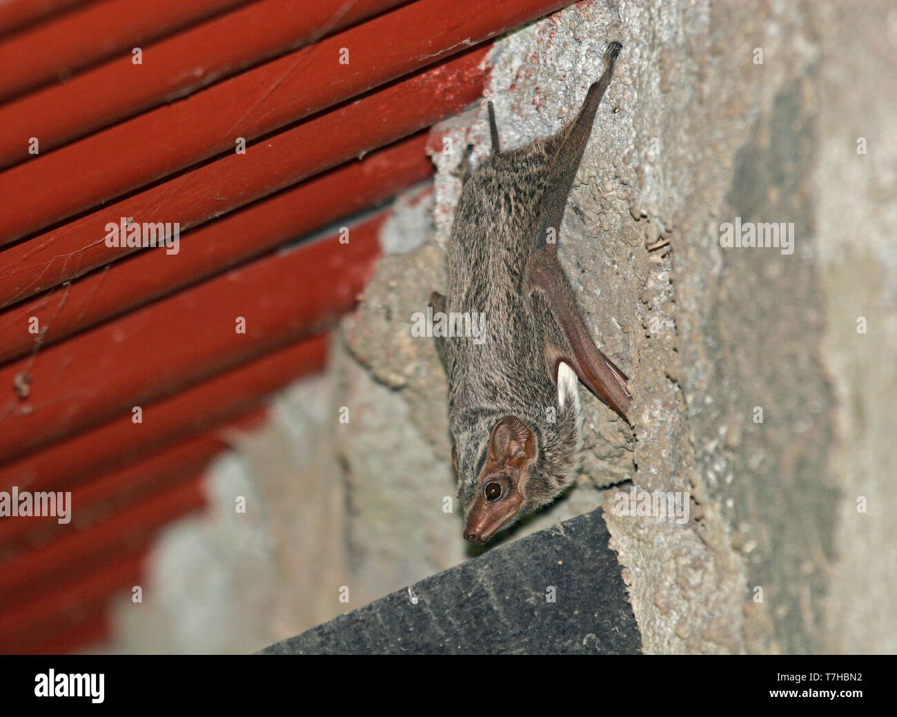 Mauritian tomb bat (Taphozous mauritianus) resting on a wall of a house ...
