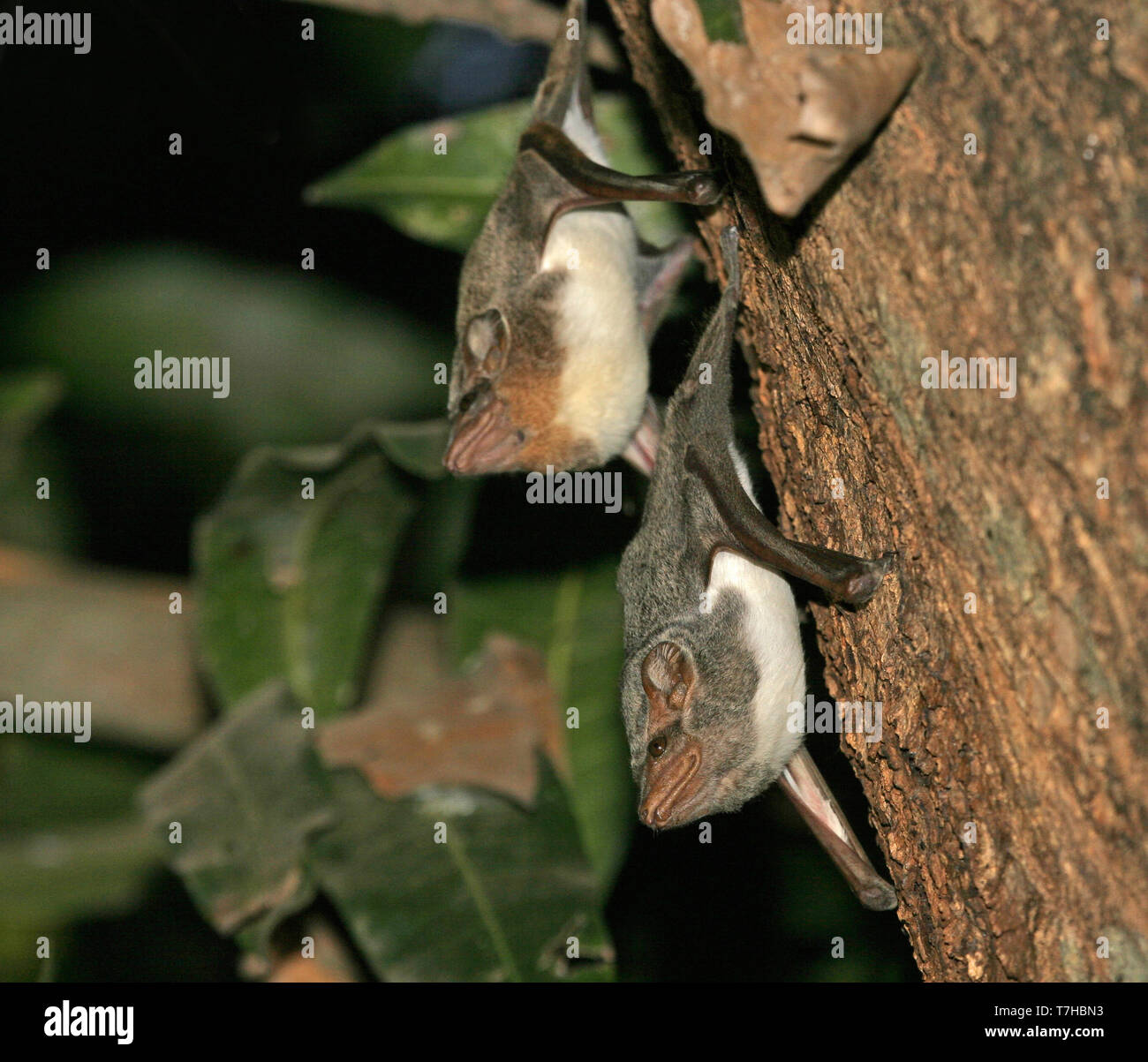 Mauritian tomb bat (Taphozous mauritianus) resting on a tree in Africa ...