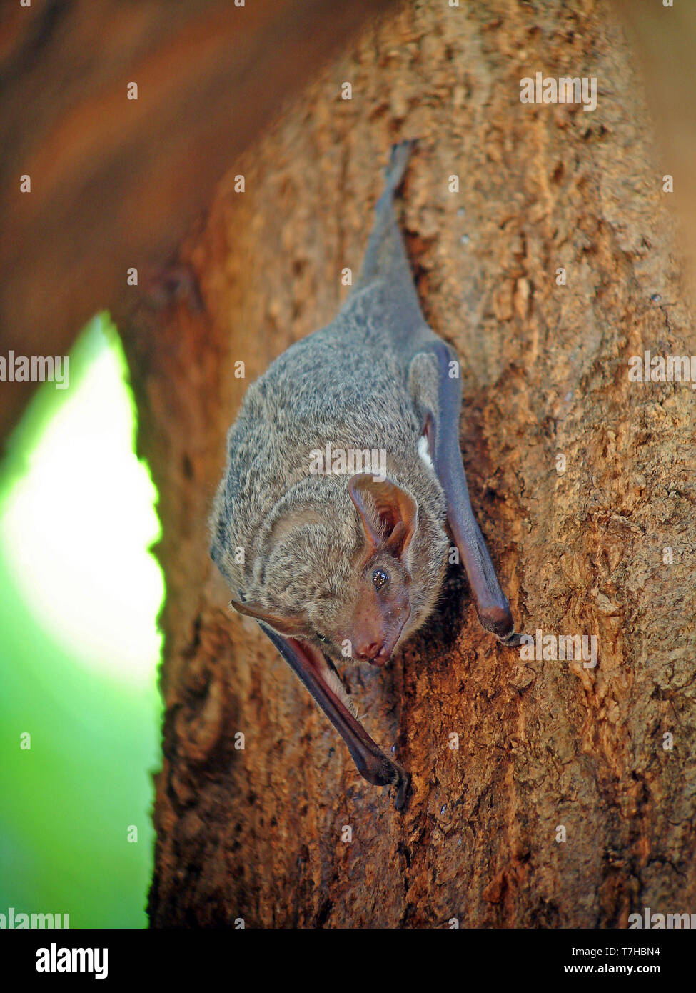 Mauritian tomb bat (Taphozous mauritianus) resting on a tree in Africa ...