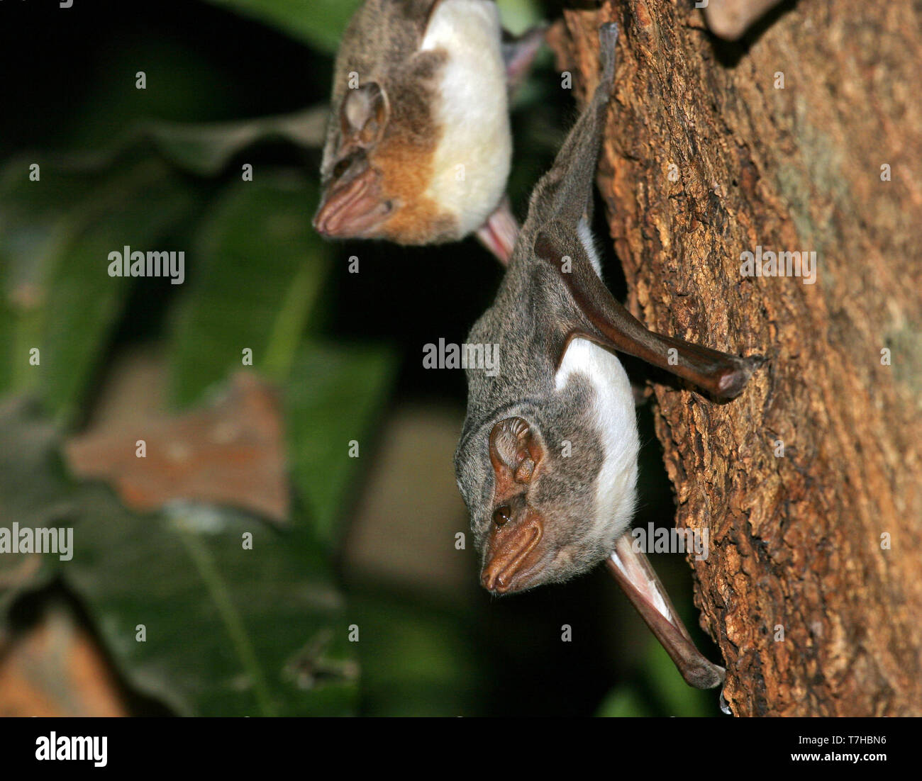 Resting bat hi-res stock photography and images - Alamy