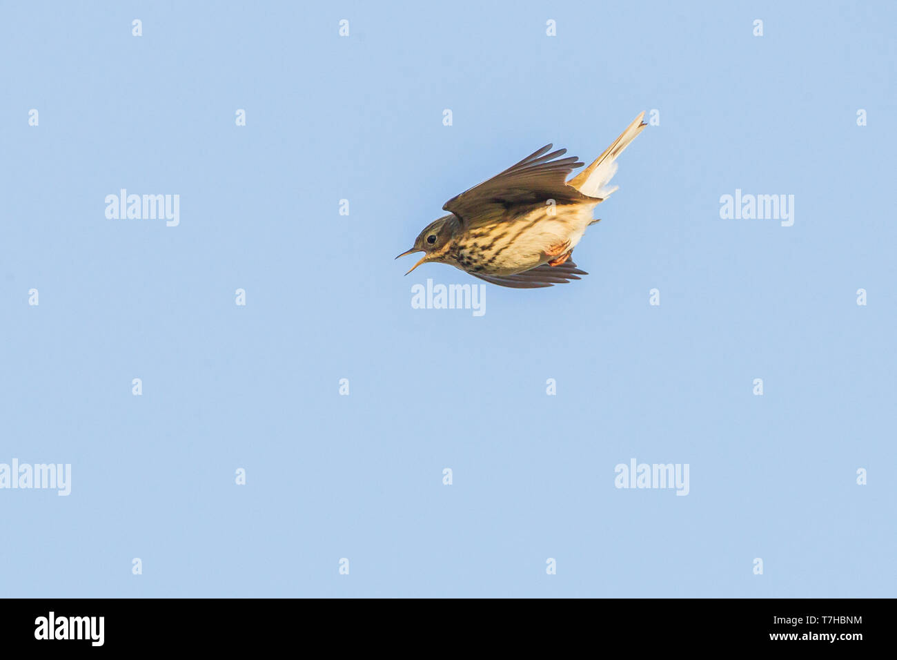 Meadow pipit flying hi-res stock photography and images - Alamy