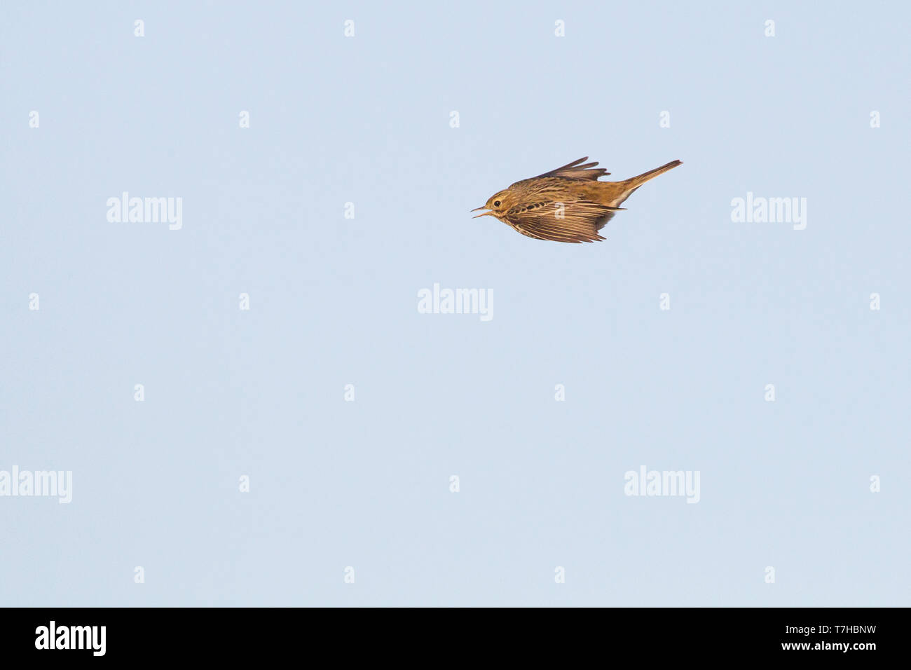 Meadow pipit display flight hi-res stock photography and images - Alamy