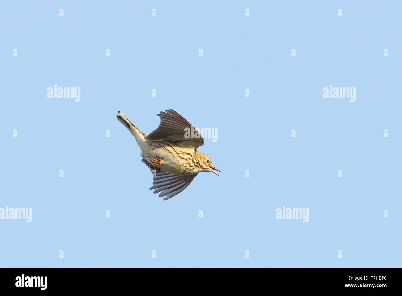 Meadow pipit display flight hi-res stock photography and images - Alamy