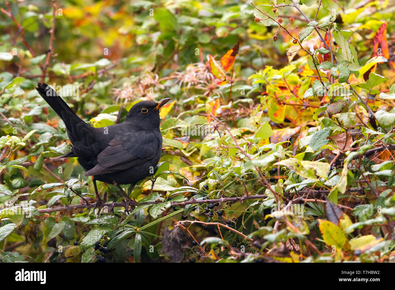 Male Common Blackbird Stock Photo - Alamy
