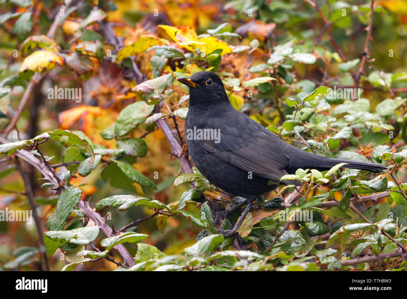 Male Common Blackbird Stock Photo - Alamy