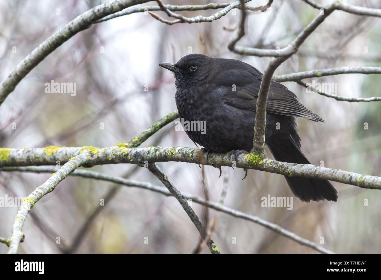 Merle turdus merula turdidae hi-res stock photography and images - Alamy