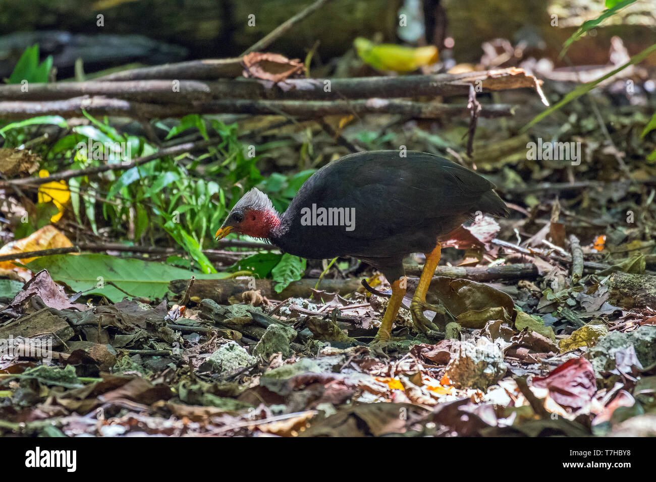 Micronesian megapode hi-res stock photography and images - Alamy