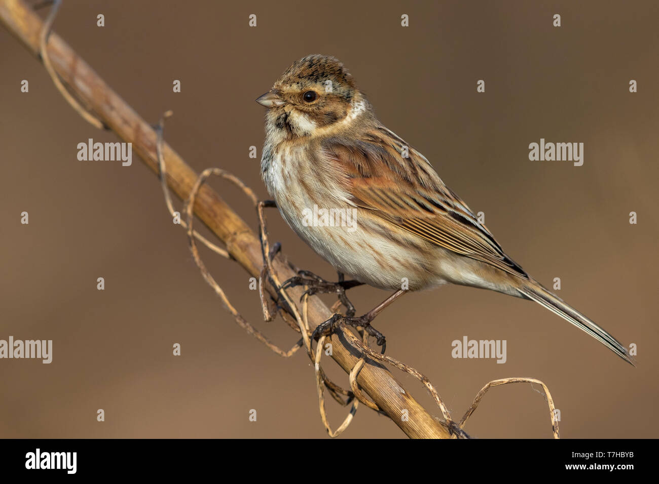 Common Reed Bunting, Emberiza schoeniclus Stock Photo - Alamy