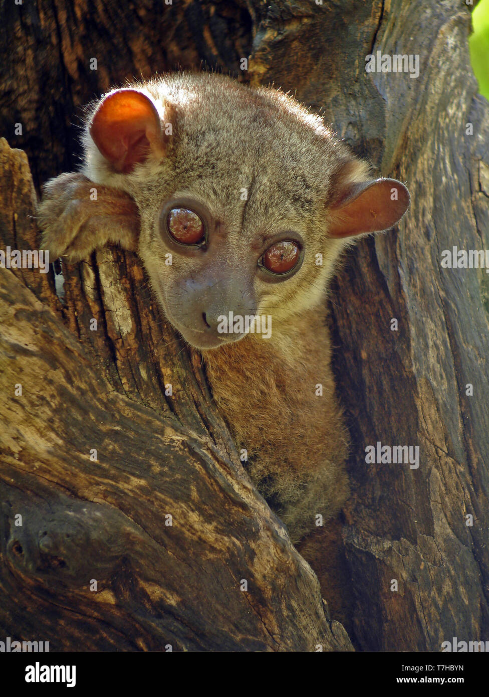 Milne-Edwards' sportive lemur (Lepilemur edwardsi), or Milne-Edwards ...