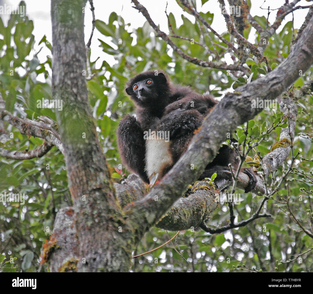 Milne edwards simpona hi-res stock photography and images - Alamy