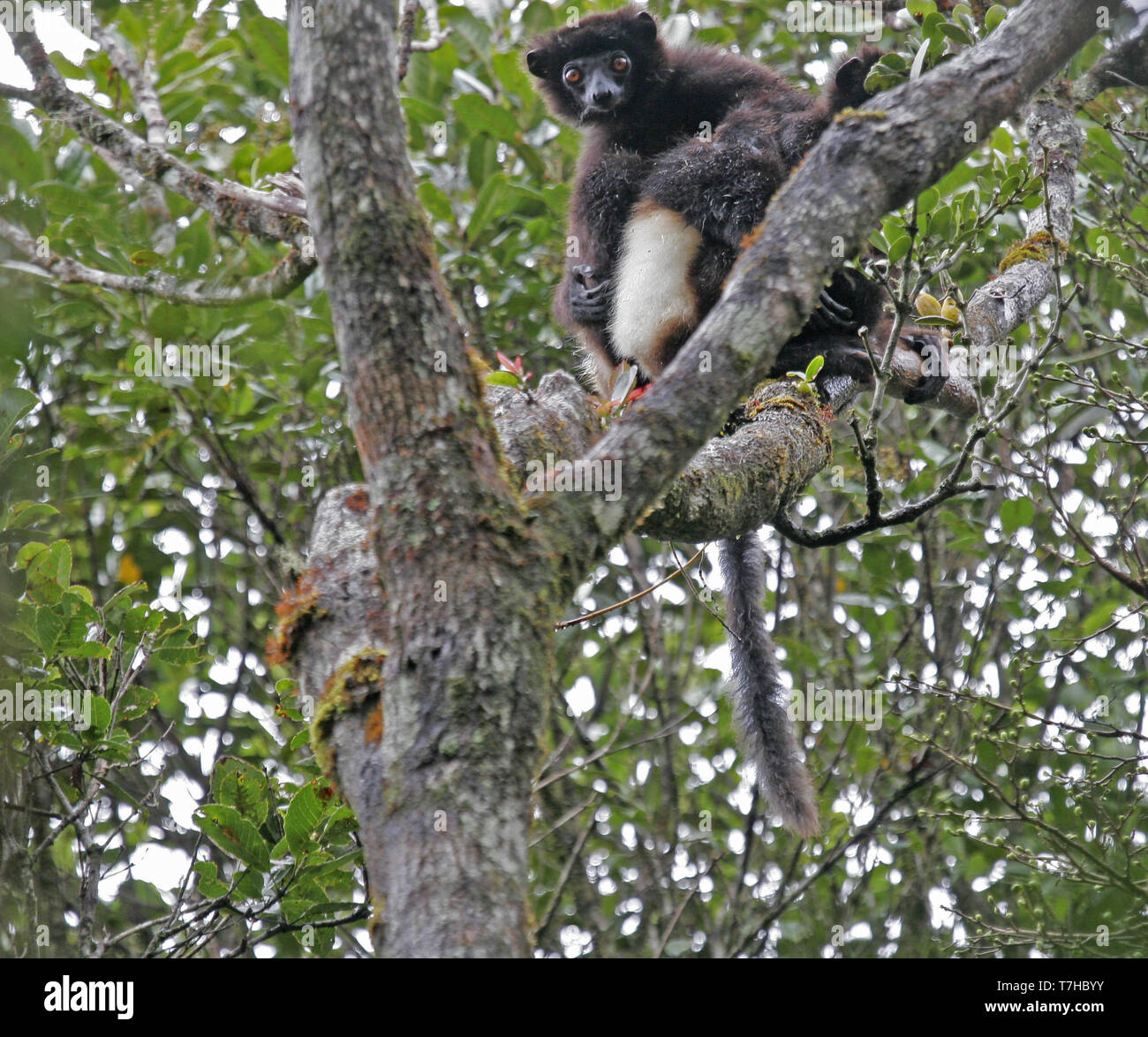 Endangered Milne-Edwards's sifaka (Propithecus edwardsi), or Milne ...