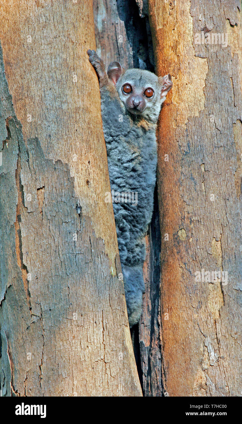 Milne-Edwards' sportive lemur (Lepilemur edwardsi), also known as Milne ...