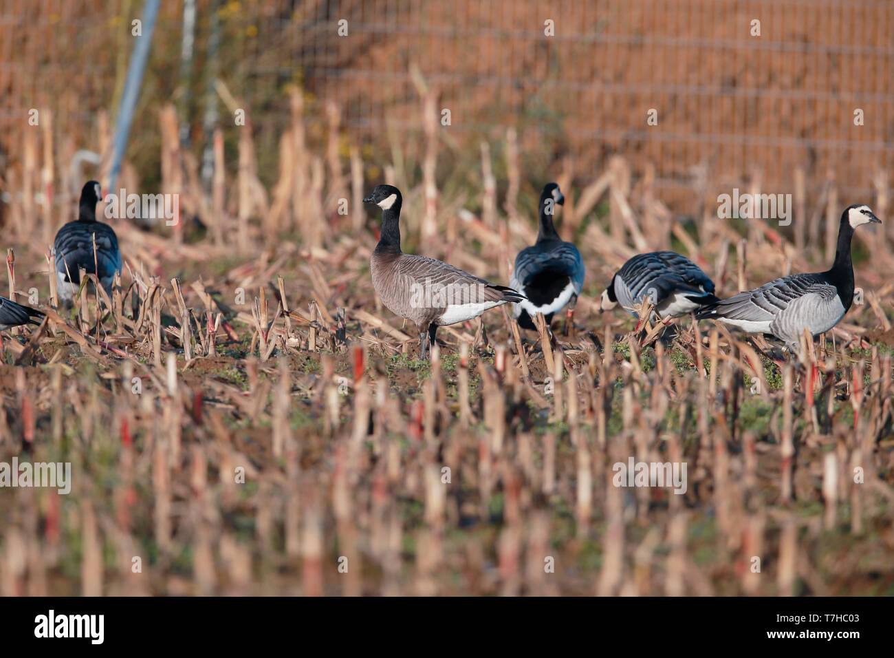 Small cackling goose (Branta hutchinsii minima) a rare vagrant from ...