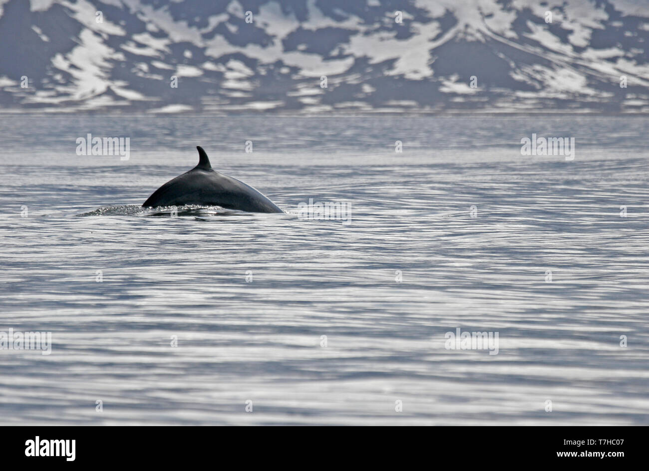 Lesser rorqual balaenoptera hi-res stock photography and images - Alamy