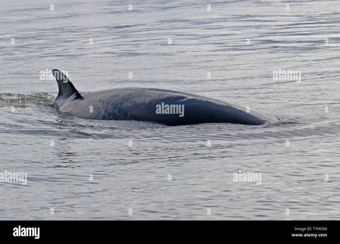 Lesser rorqual balaenoptera hi-res stock photography and images - Alamy