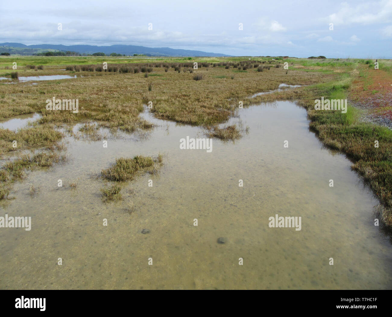 Saltmarsh at Robert Findlay Wildlife Reserve, Miranda, New Zealand ...