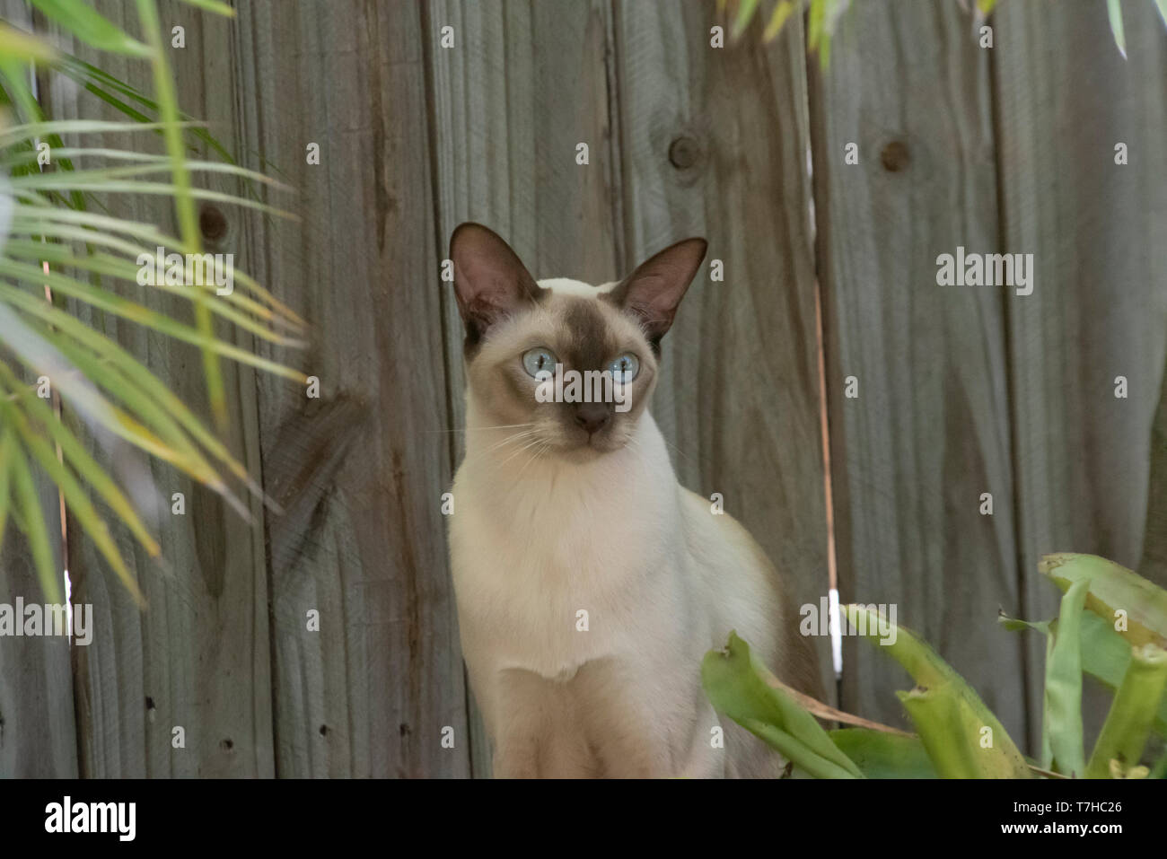 cat in a suburban garden Stock Photo - Alamy