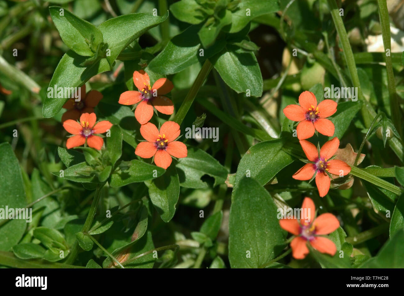 Scarlet pimpernel (Anagallis arvensis) flowering plant with bright red ... Scarlet pimpernel (Anagallis arvensis) flowering plant with bright red ...