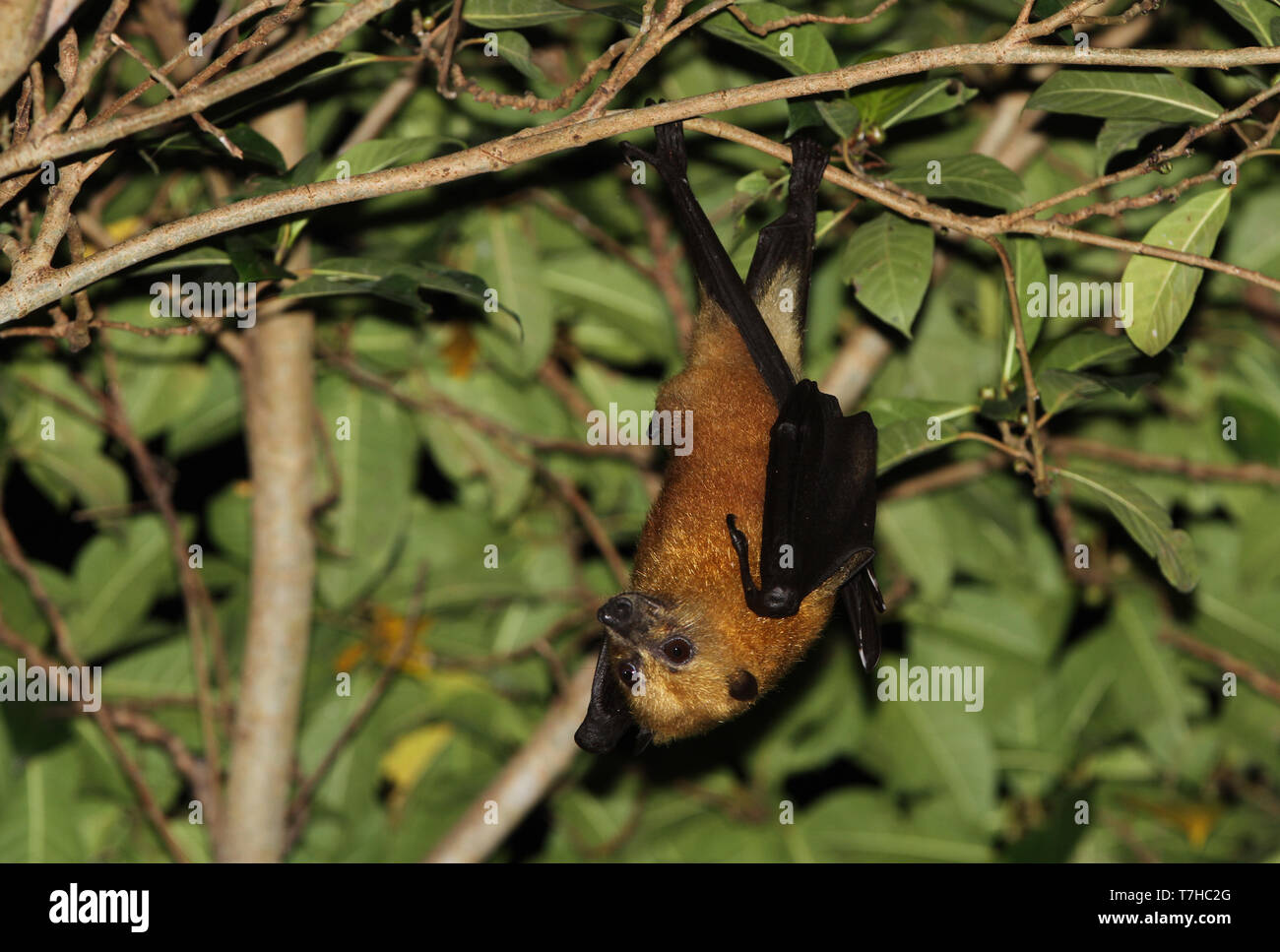 Moluccan flying fox (Pteropus chrysoproctus) on the Indonesia island of ...
