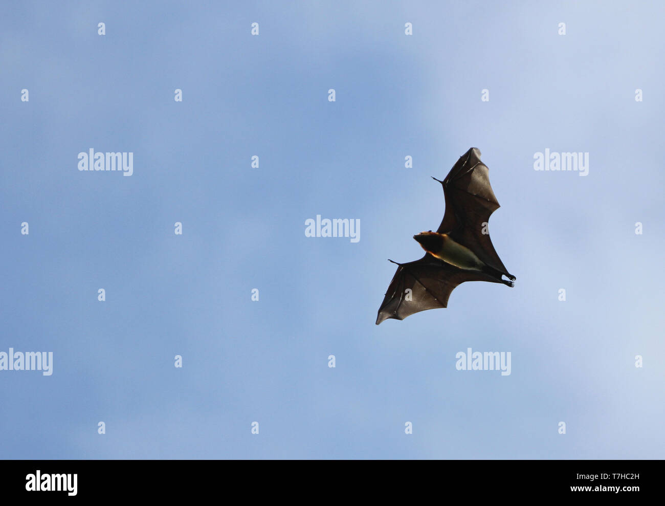 Moluccan flying fox (Pteropus chrysoproctus) on the Indonesia island of ...