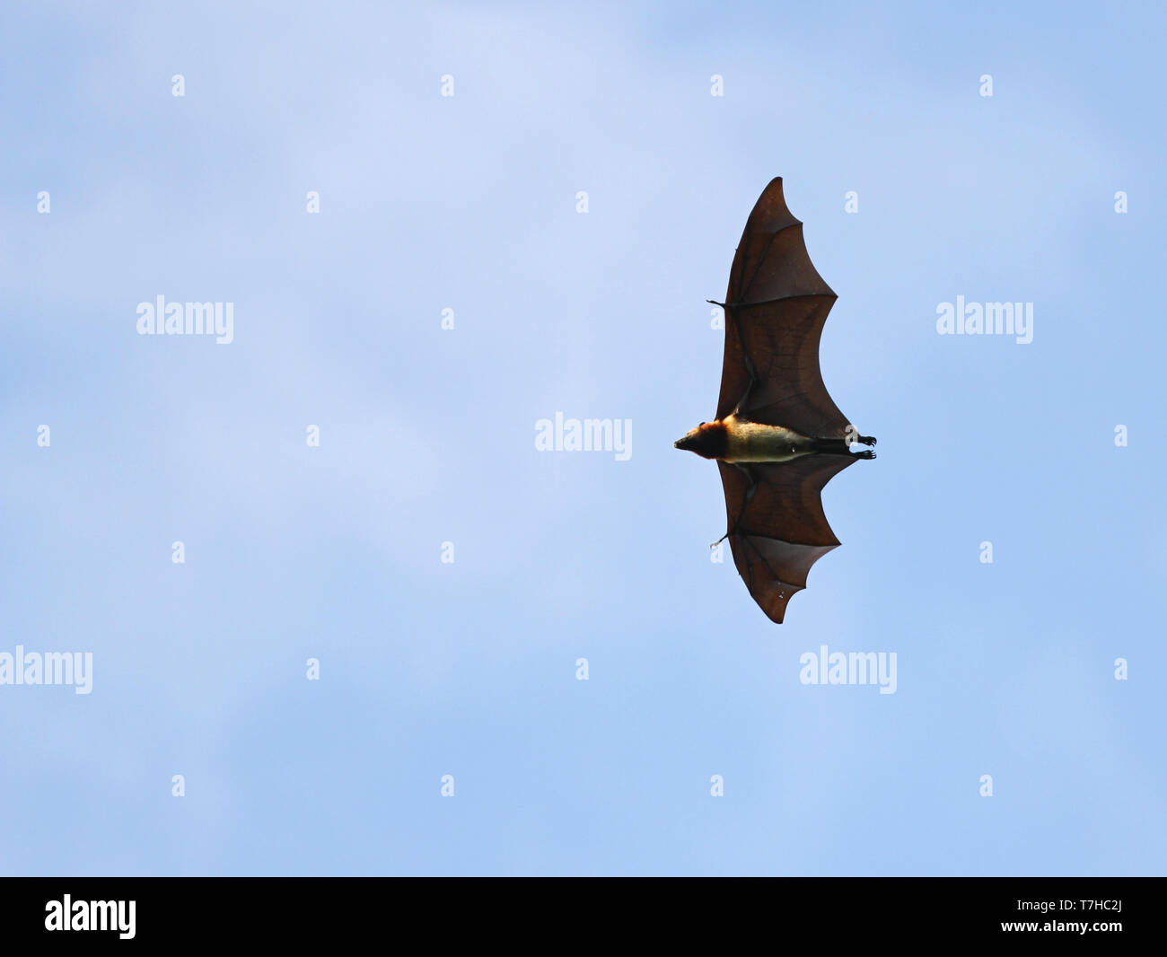Moluccan flying fox (Pteropus chrysoproctus) on the Indonesia island of ...