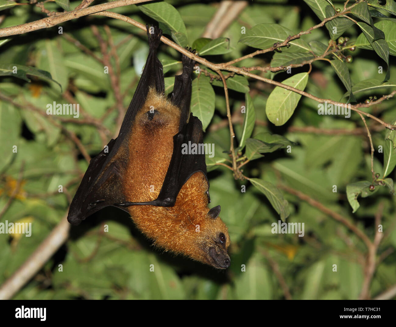 Moluccan flying fox (Pteropus chrysoproctus) on the Indonesia island of ...