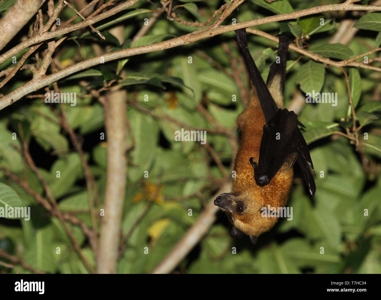 Flying fox indonesia hi-res stock photography and images - Alamy