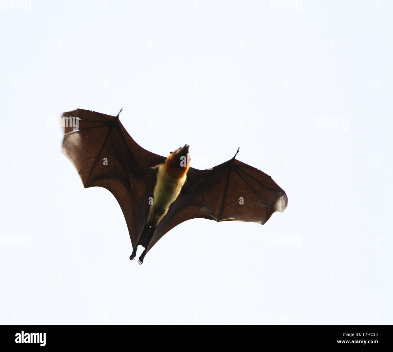 Wildlife of indonesia island hi-res stock photography and images - Alamy