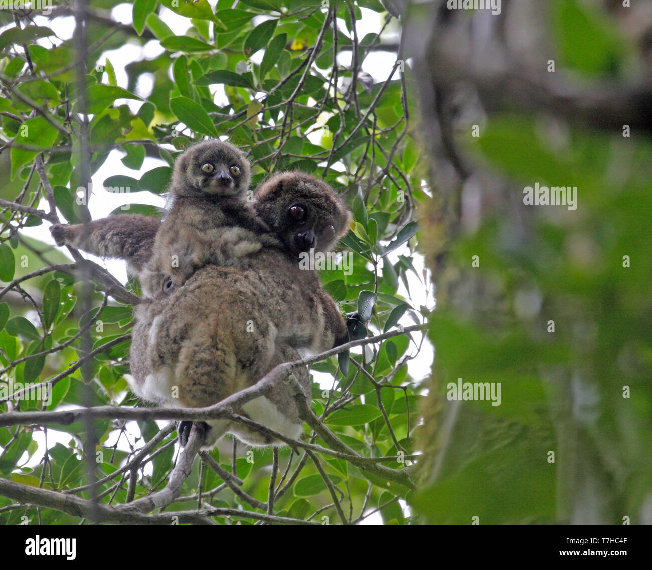 Moore's woolly lemur (Avahi mooreorum), also known as the Masoala ...