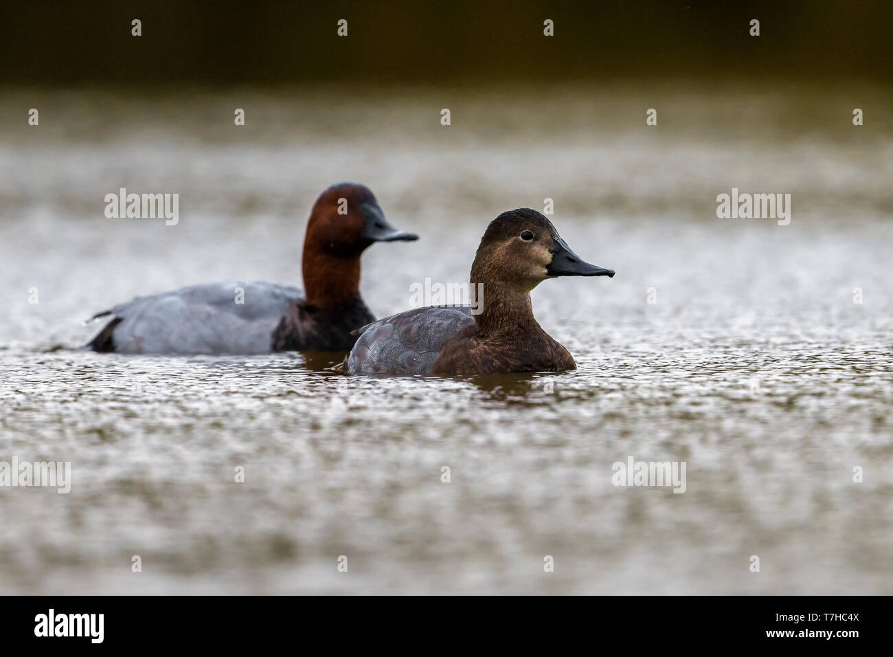 Common pochard pair hi-res stock photography and images - Alamy