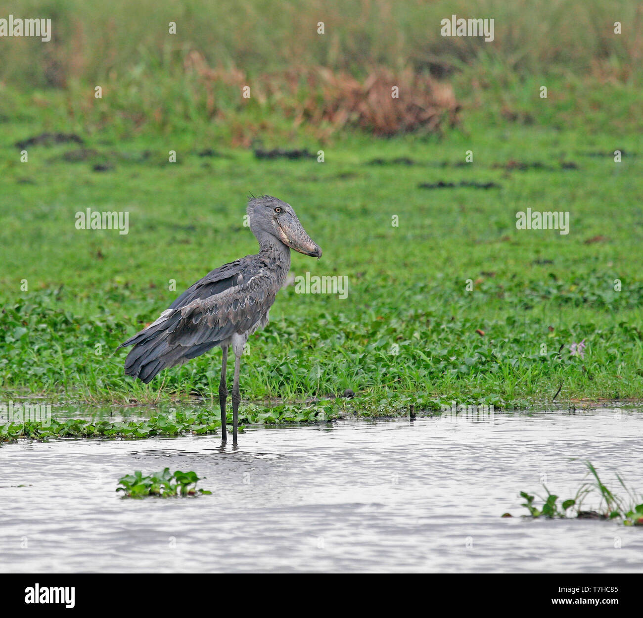 Shoebill (Balaeniceps rex) or whalehead, in papyrus swamp in Uganda ...