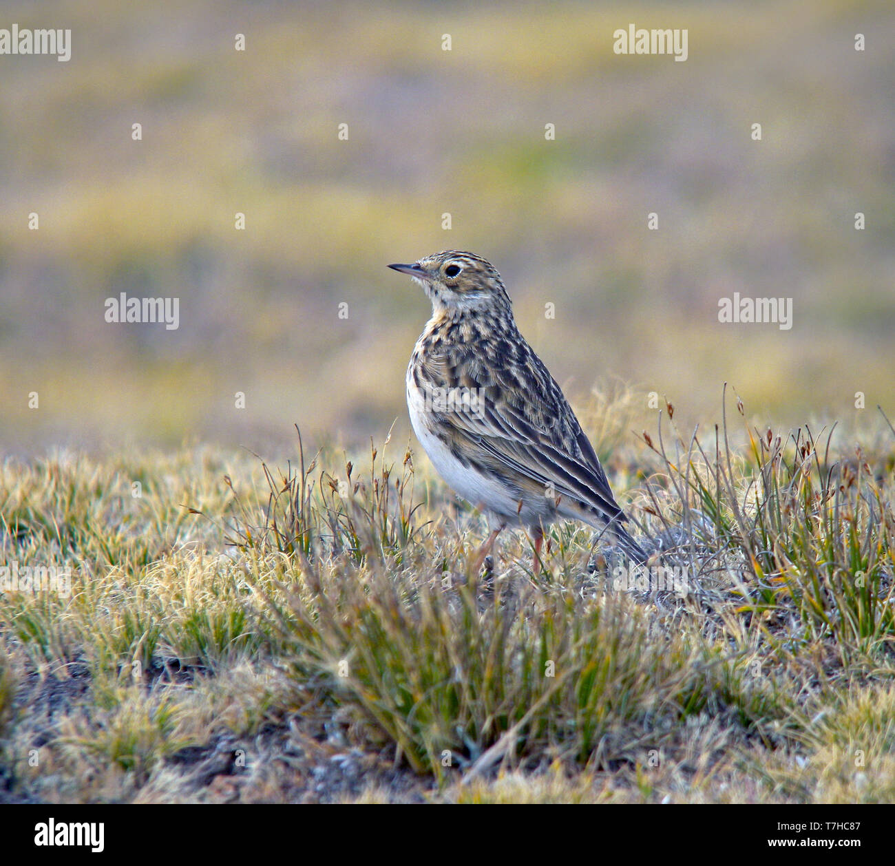 Temperate grasslands hi-res stock photography and images - Alamy