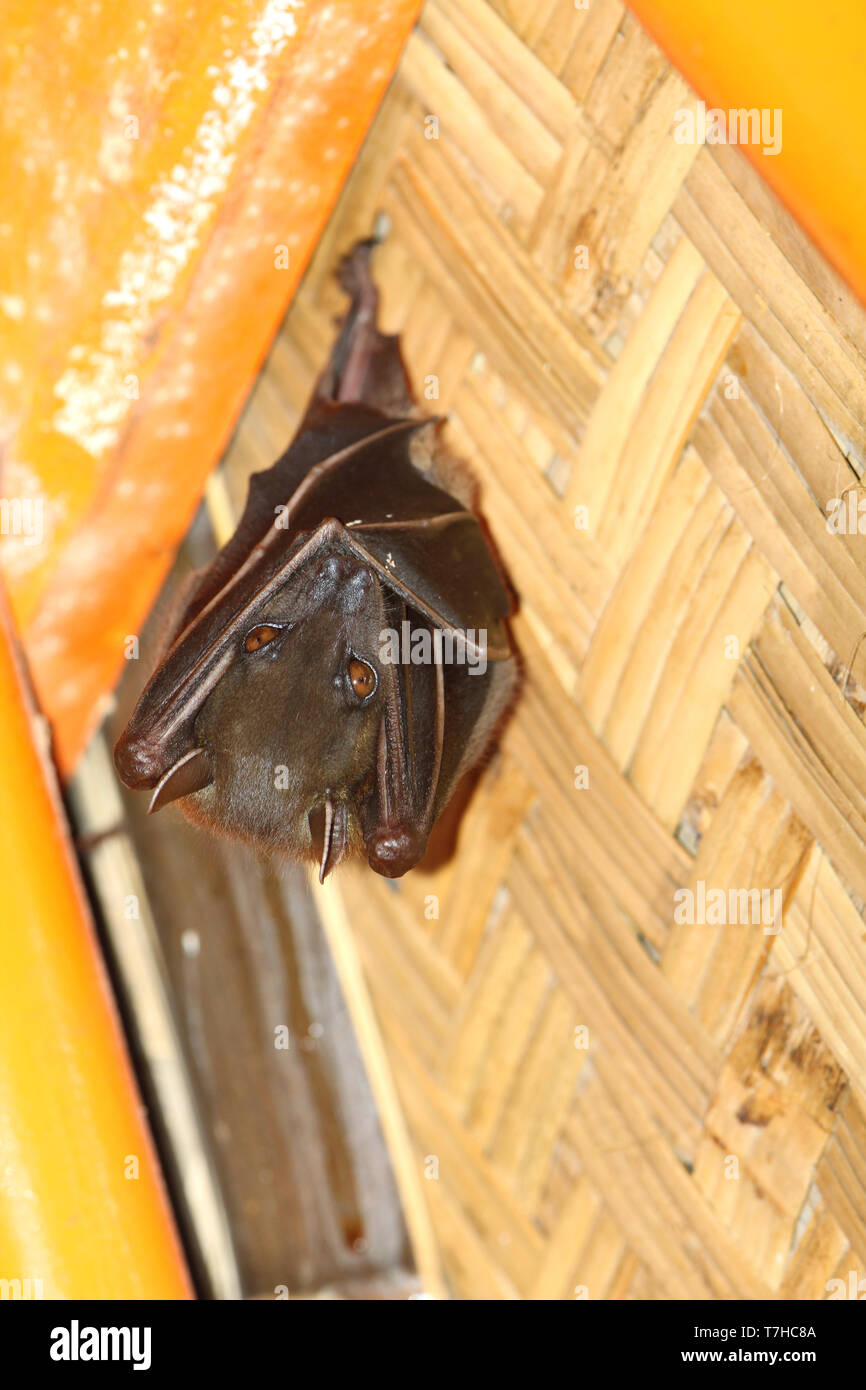 Gunung halimun salak national park hi-res stock photography and images ...