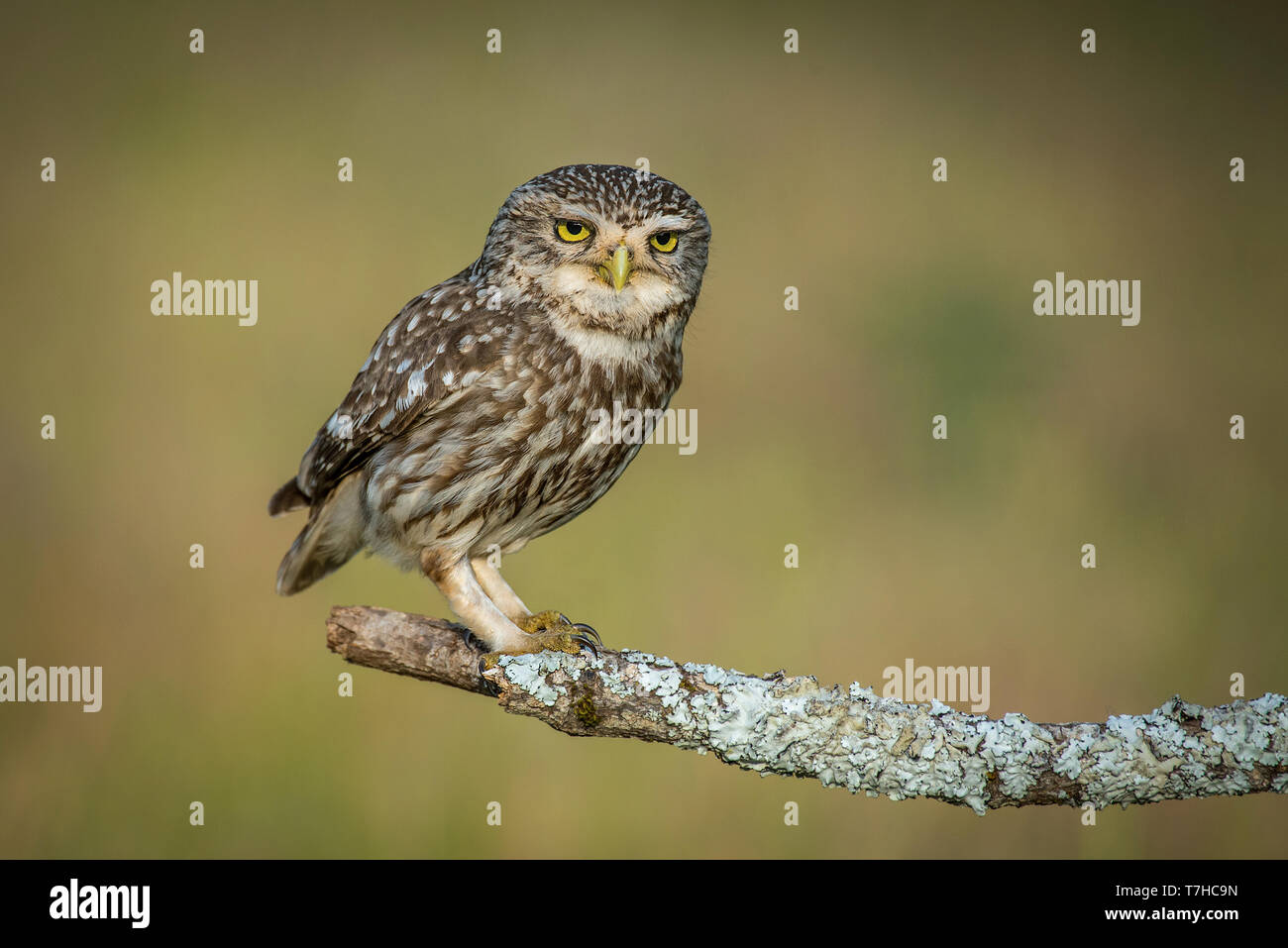 little owl Athene noctua Stock Photo - Alamy
