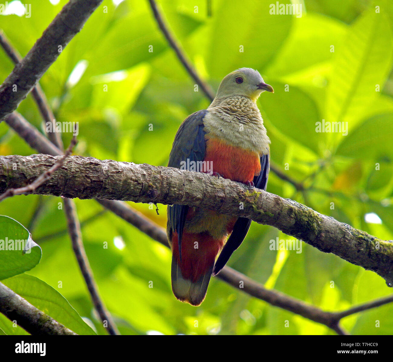 Rennell solomon hi-res stock photography and images - Alamy